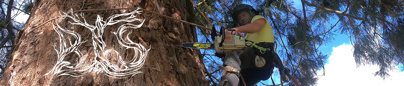 About | Bayes Tree Services | Tree surgery, felling and planting